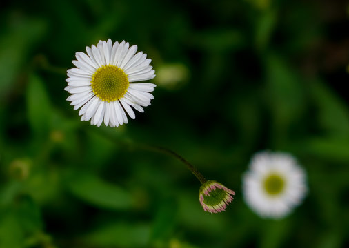 メキシコヒナギク Images Browse 5 Stock Photos Vectors and Video Adobe Stock
