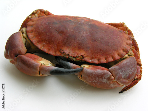 "tourteau" photo libre de droits sur la banque d'images Fotolia.com ...