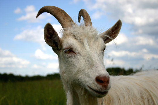 รูปภาพNanny-Goat – เลือกดูภาพถ่ายสต็อก เวกเตอร์ และวิดีโอ38,738 | Adobe ...