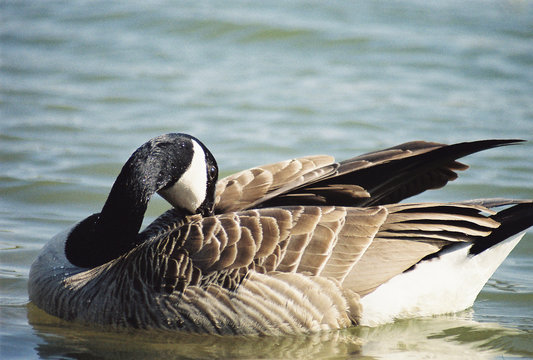 Bernache Images – Browse 2,104 Stock Photos, Vectors, and Video | Adobe ...