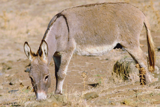 Onagro Images – Browse 5 Stock Photos, Vectors, and Video | Adobe Stock