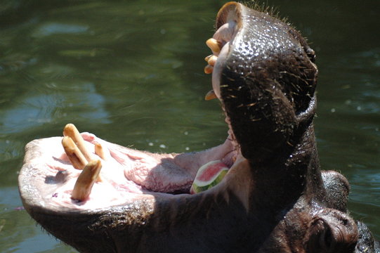 530 BEST Hipo IMAGES, STOCK PHOTOS & VECTORS | Adobe Stock