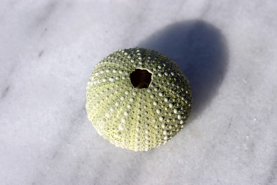 Seeigelskelett Bilder – Durchsuchen 275 Archivfotos, Vektorgrafiken und ...