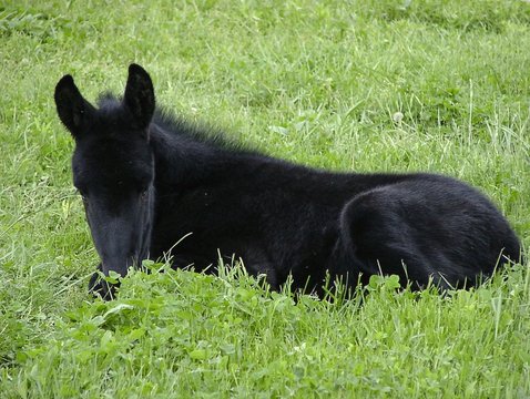 Newborn Mule