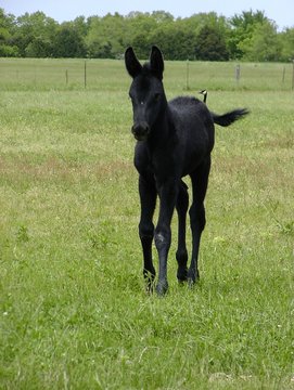 Henny Images – Browse 43 Stock Photos, Vectors, and Video | Adobe Stock