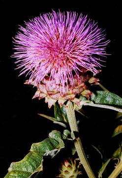 รูปภาพCarde – เลือกดูภาพถ่ายสต็อก เวกเตอร์ และวิดีโอ397 | Adobe Stock