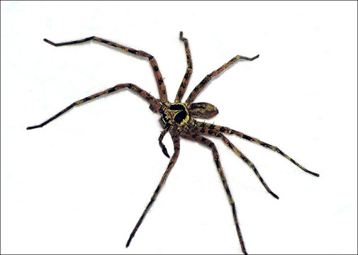 Babouk Images – Browse 15 Stock Photos, Vectors, and Video | Adobe Stock