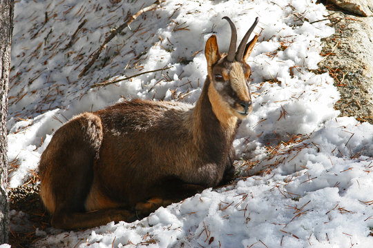 Imágenes de Isard: descubre bancos de fotos, ilustraciones, vectores y ...