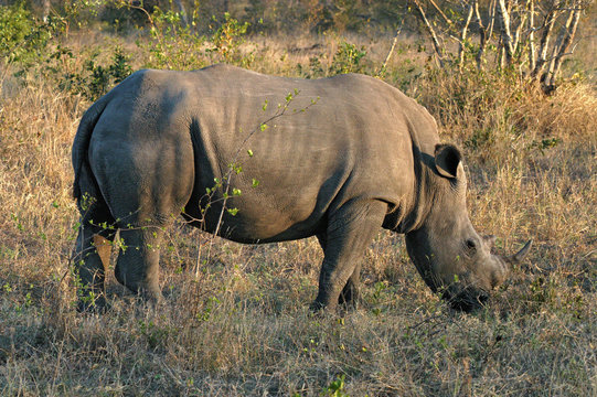 Ngala bilder – Bläddra bland 120 stockfoton, vektorer och videor ...