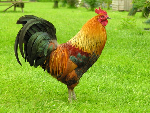 「Cockrel」の写真素材 | 250,941件の無料イラスト画像 | Adobe Stock