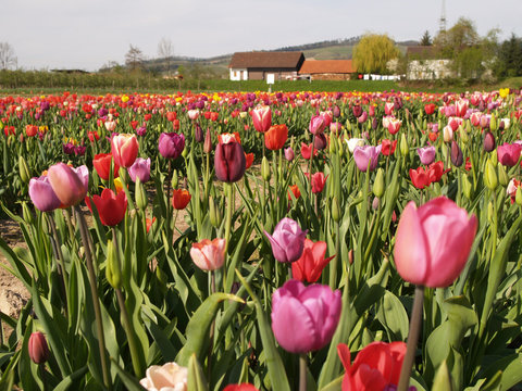 Tulpenfeld Images – Parcourir 4,189 le catalogue de photos, vecteurs et ...