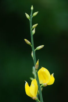 "Spanish Broom" Images – Browse 350 Stock Photos, Vectors, and Video ...