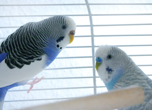 Sittiche Images – Browse 528 Stock Photos, Vectors, and Video | Adobe Stock