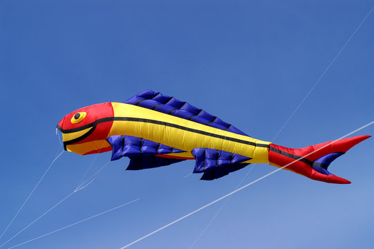 「Windvogel」の画像 - 111 件の Stock 写真、ベクターおよびビデオ | Adobe Stock