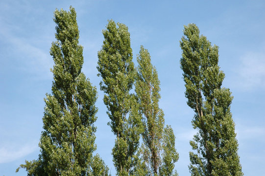 Pappel Bilder – Durchsuchen 60,132 Archivfotos, Vektorgrafiken und ...