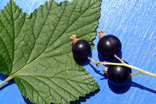 รูปภาพCassis – เลือกดูภาพถ่ายสต็อก เวกเตอร์ และวิดีโอ16,536 | Adobe Stock