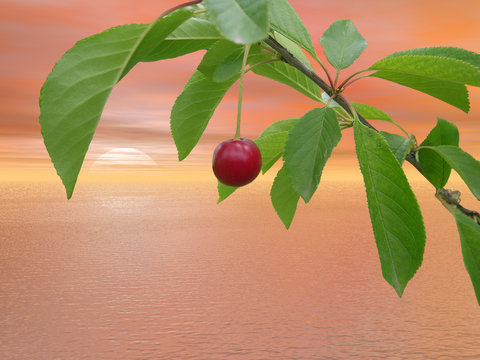 รูปภาพCherry-Tree – เลือกดูภาพถ่ายสต็อก เวกเตอร์ และวิดีโอ5,110 | Adobe ...