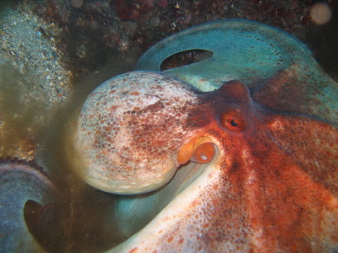 Cefalopode Bilder – Durchsuchen 172 Archivfotos, Vektorgrafiken und ...