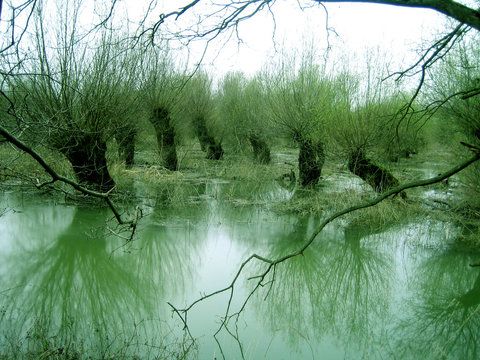 Auwald Images – Browse 3,267 Stock Photos, Vectors, and Video | Adobe Stock