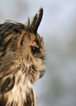 รูปภาพHibou – เลือกดูภาพถ่ายสต็อก เวกเตอร์ และวิดีโอ5,388 | Adobe Stock