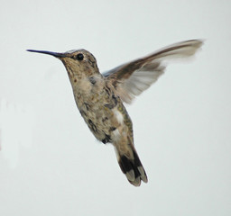 Hummingbird photos, royalty-free images, graphics, vectors & videos ...