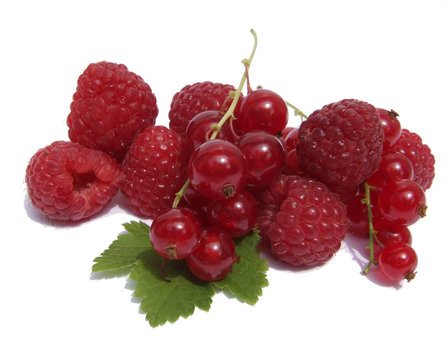 Groseilles Bilder – Durchsuchen 3,348 Archivfotos, Vektorgrafiken und ...