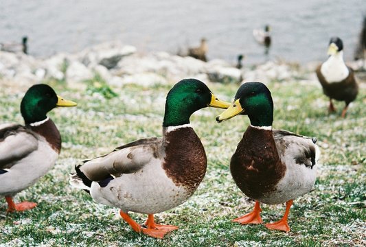 Imagens de Mallards – Explore Fotografias do Stock, Vetores e Vídeos de ...