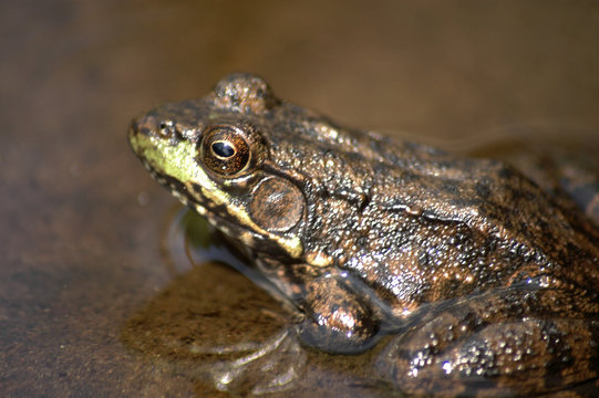 รูปภาพRibbit – เลือกดูภาพถ่ายสต็อก เวกเตอร์ และวิดีโอ696 | Adobe Stock