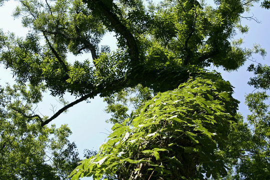 Giftefeu Bilder – Durchsuchen 3,204 Archivfotos, Vektorgrafiken und ...