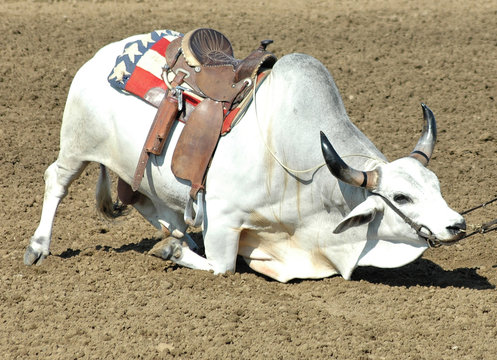 Brahman Bull Riding