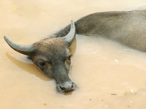 รูปภาพBuffle – เลือกดูภาพถ่ายสต็อก เวกเตอร์ และวิดีโอ2,332 | Adobe Stock