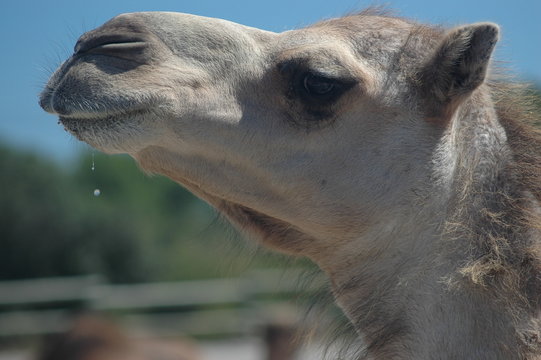 Raleur Bilder – Durchsuchen 18 Archivfotos, Vektorgrafiken und Videos ...