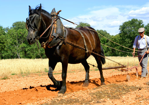 "Cheval De Labour" Images – Parcourir 2,284 le catalogue de photos ...