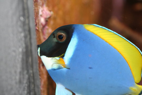 "Poisson Bleu" Images – Browse 104 Stock Photos, Vectors, and Video ...