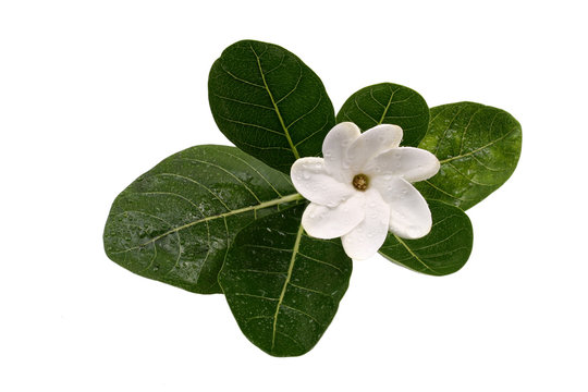 「Tiare」の画像 - 755 件の Stock 写真、ベクターおよびビデオ | Adobe Stock