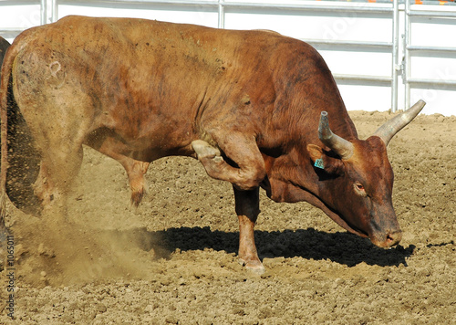 "rodeo bull pawing the ground" Stock photo and royalty-free images on ...
