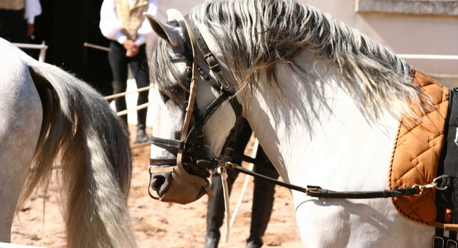 Chevalin Imagens – Procure 6,643 fotos, vetores e vídeos | Adobe Stock