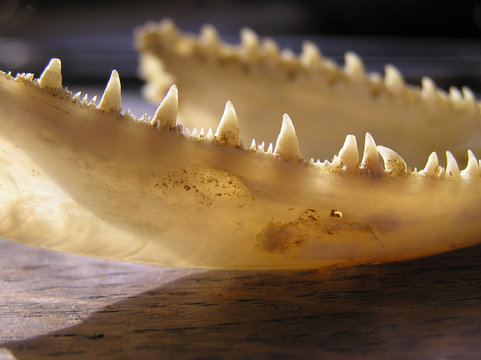 Machoire Images – Browse 950 Stock Photos, Vectors, and Video | Adobe Stock