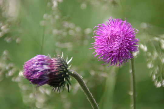 Prachtdistel Bilder – Durchsuchen 61 Archivfotos, Vektorgrafiken und ...