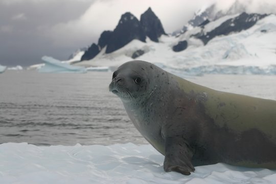 「Foca」の画像 - 3,360 件の Stock 写真、ベクターおよびビデオ | Adobe Stock
