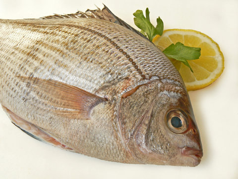 "Dorade Box" Bilder – Durchsuchen 836 Archivfotos, Vektorgrafiken und ...