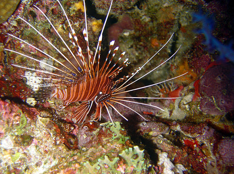 Imágenes de Quillfish: descubre bancos de fotos, ilustraciones ...