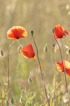 Poppy-Flower Images – Browse 55 Stock Photos, Vectors, and Video ...