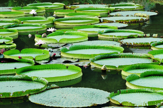 Sweem 画像 - 参照 297 Stock 写真、ベクターおよびビデオ | Adobe Stock