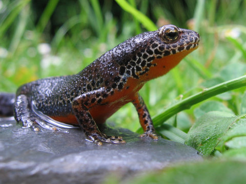 Tritone 이미지 – 찾아보기 1,919 스톡 사진, 벡터 및 비디오 | Adobe Stock