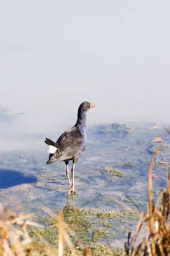 Imágenes de Pukeko: descubre bancos de fotos, ilustraciones, vectores y ...