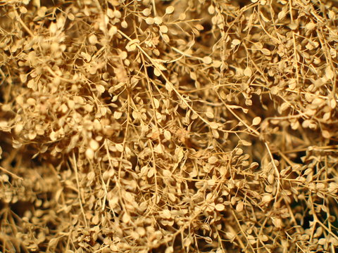 Drily Bilder – Durchsuchen 272 Archivfotos, Vektorgrafiken und Videos ...