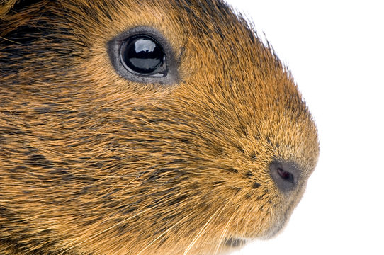 Cobaille - Images et vidéos libres de droits | Adobe Stock