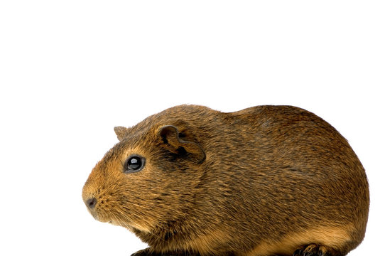 Cobaille - Images et vidéos libres de droits | Adobe Stock