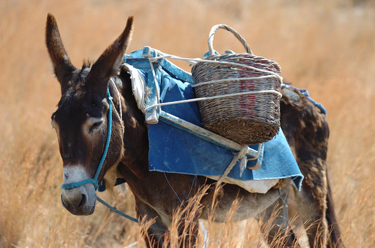 Osel Images – Browse 55 Stock Photos, Vectors, and Video | Adobe Stock